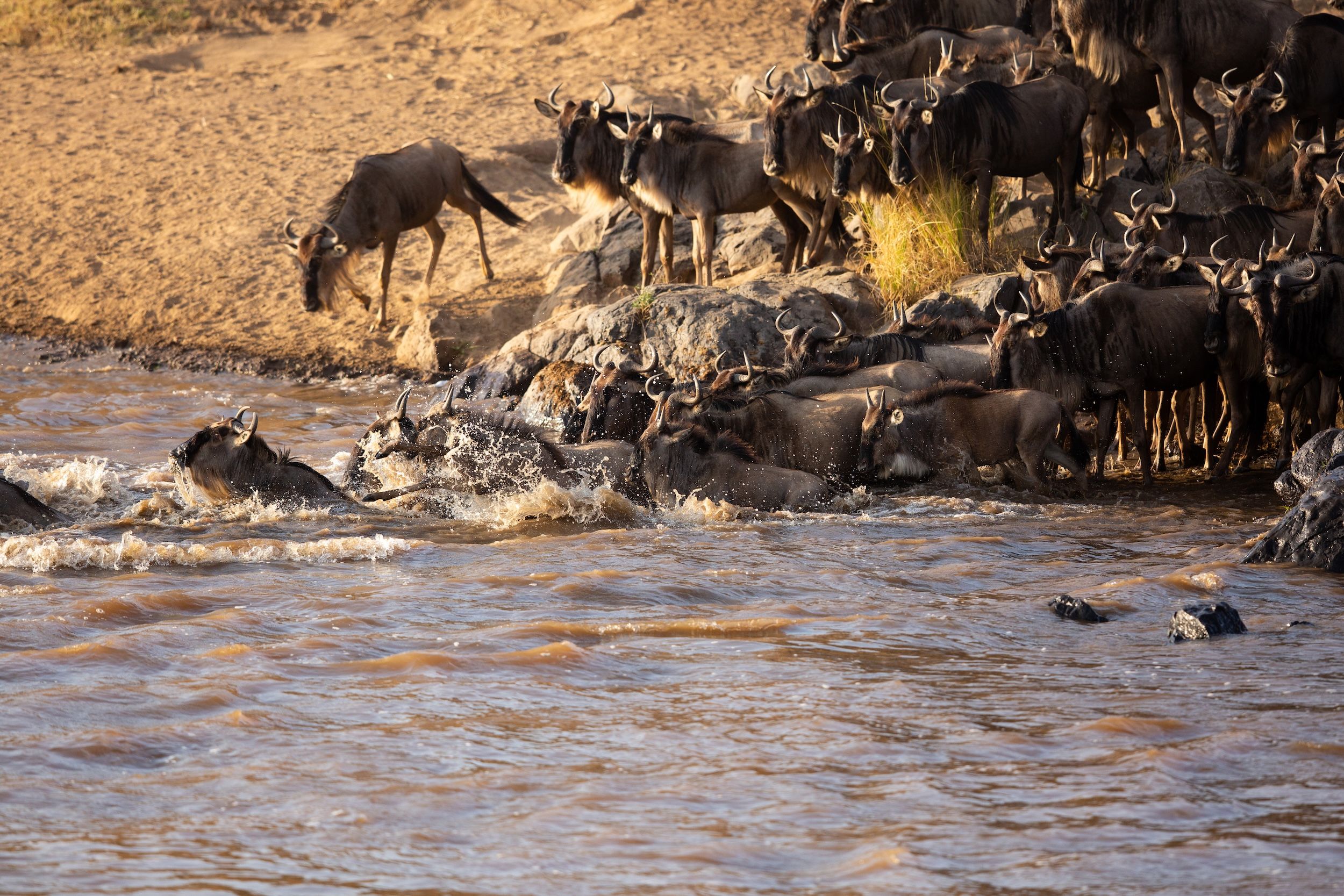 ‘Wildebeest’ and the Great Migration: Social Mechanisms of Leader ...